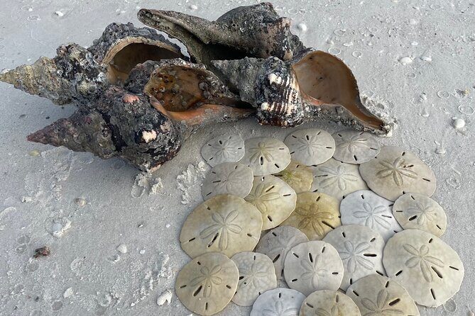 4 Hour Kice Island Shelling Trip - What’s Included and What’s Not