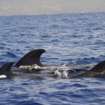 4-Hour Kona Private Charter - Practical Details: What to Expect