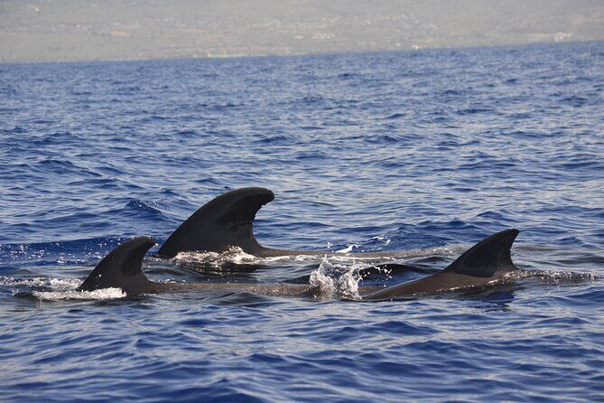 4-Hour Kona Private Charter - Practical Details: What to Expect
