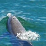 4 Hour Pensacola Beach Excursion with Snorkeling and Swimming - The Breakdown of the Itinerary