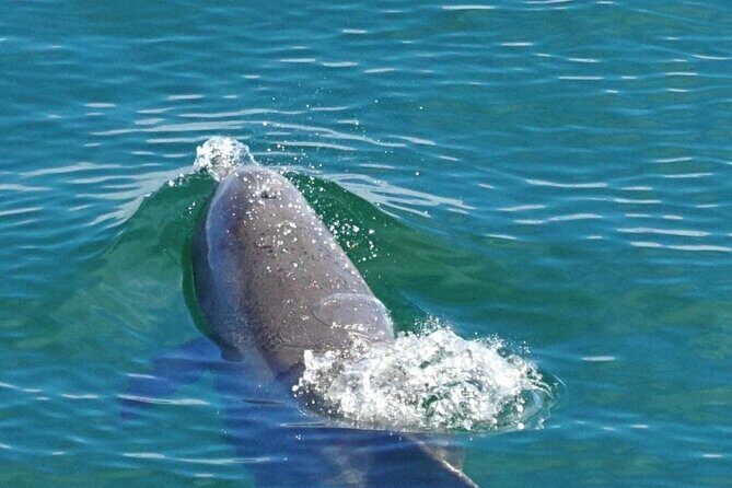 4 Hour Pensacola Beach Excursion with Snorkeling and Swimming - The Breakdown of the Itinerary