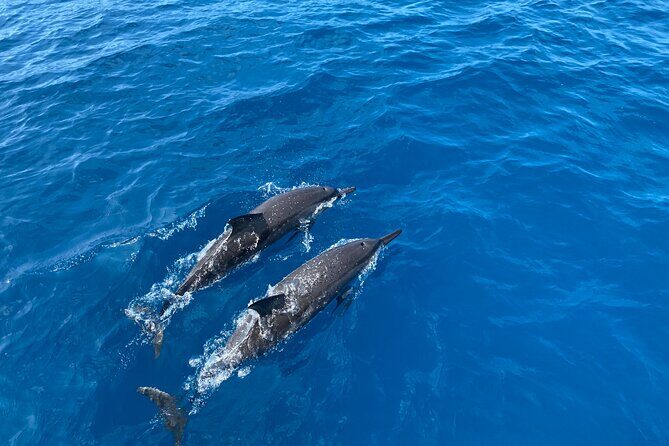 4-Hour Private Charter Adventures in Kona Coast - Who Should Consider This Tour?
