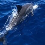 4 Hour Private Snorkeling Tour in Kona - The Sum Up: Who Should Consider This Tour?