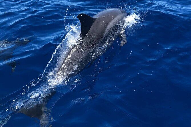 4 Hour Private Snorkeling Tour in Kona - The Sum Up: Who Should Consider This Tour?