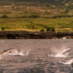 4 Hour Super-Raft Snorkeling Experience in Kailua-Kona - The Itinerary: How Your Day Looks