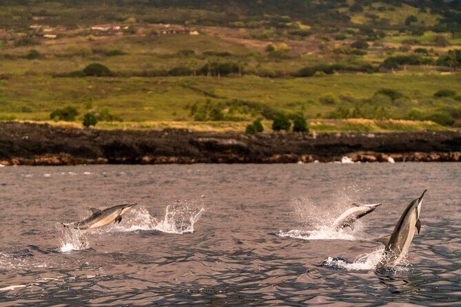 4 Hour Super-Raft Snorkeling Experience in Kailua-Kona - The Itinerary: How Your Day Looks