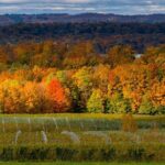 4-Hour Traverse City Sunset Wine Tour: 3 Wineries on Old Mission Peninsula - How Do the Reviews Shape the Experience?