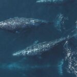 4 Hour Whale Watching Tour From Monterey - The Real Experience: What Travelers Say