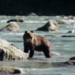 4 hours Haines Chilkoot Wilderness and Wildlife Tour - Food and Comfort
