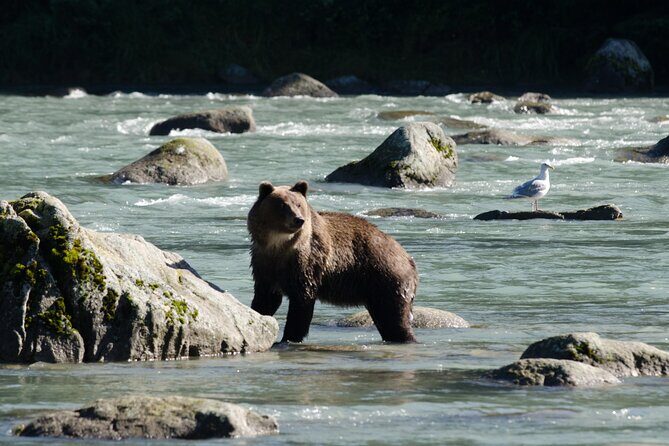 4 hours Haines Chilkoot Wilderness and Wildlife Tour - Food and Comfort