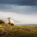 5-Day Iona, Mull and the Isle of Skye Small-Group Tour from Edinburgh - What’s the Value?