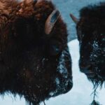 5-Day Winter Yellowstone Wildlife Tour - Why This Tour Offers Great Value