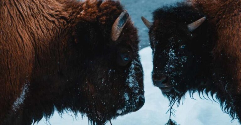 5-Day Winter Yellowstone Wildlife Tour - Why This Tour Offers Great Value