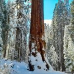 5-Star Rated Sequoia Winter Tour - An In-Depth Look at the Sequoia Winter Tour