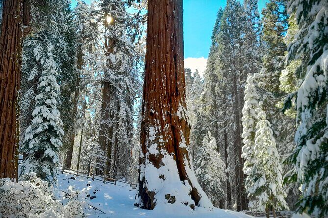 5-Star Rated Sequoia Winter Tour - An In-Depth Look at the Sequoia Winter Tour
