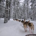 5KM Husky Sled Ride from Levi - The Value and Price Point