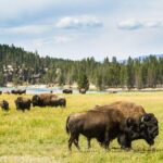 6 Day Tour: Grand Teton, Yellowstone, Rocky Mountain, and Colorado Hot Spring - How Does This Tour Offer Value?