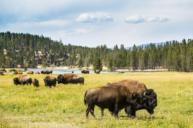 6 Day Tour: Grand Teton, Yellowstone, Rocky Mountain, and Colorado Hot Spring - How Does This Tour Offer Value?