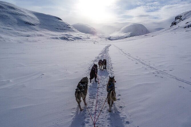 6 Day Winter Wonderland Tour in Yellowstone National Park - The Value of the Tour