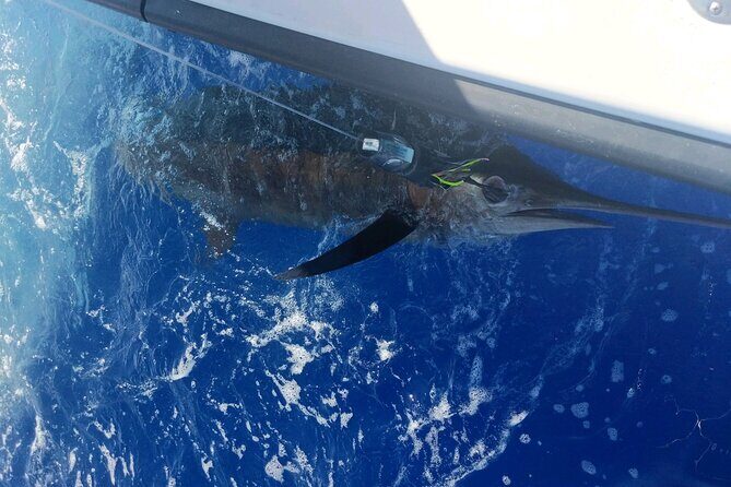 6 Hour Private Fishing Charter Kona, Hawaii - The Value of This Private Fishing Experience