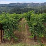 6 Hour Sonoma Wine Tasting Tour from San Francisco - FAQ