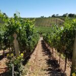 6 Hour Variety Wine Vineyard Tour in Napa Valley - Overview of the Experience
