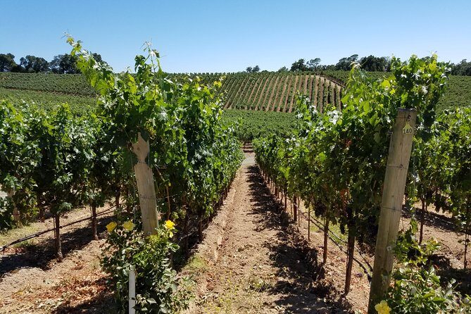 6 Hour Variety Wine Vineyard Tour in Napa Valley - Overview of the Experience
