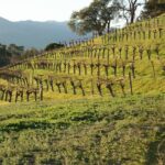 6-Hours Private Napa Wine Tour in a MKT sedan ( 2 Passengers) - Who Will Appreciate This Experience?