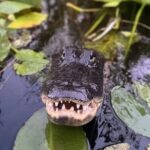 60 min Private Everglades Airboat Ride in Miami - The Sum Up: The Value of a Private Everglades Airboat Ride