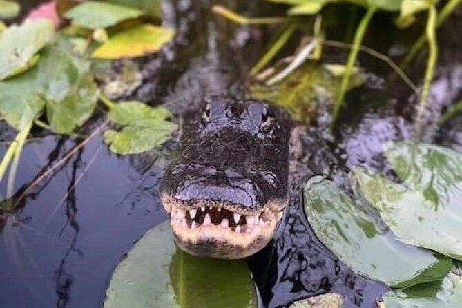 60 min Private Everglades Airboat Ride in Miami - The Sum Up: The Value of a Private Everglades Airboat Ride