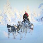8-10km Husky Ride in the Taiga Forest and visiting the Kennel - Why Choose This Husky Sled Tour?