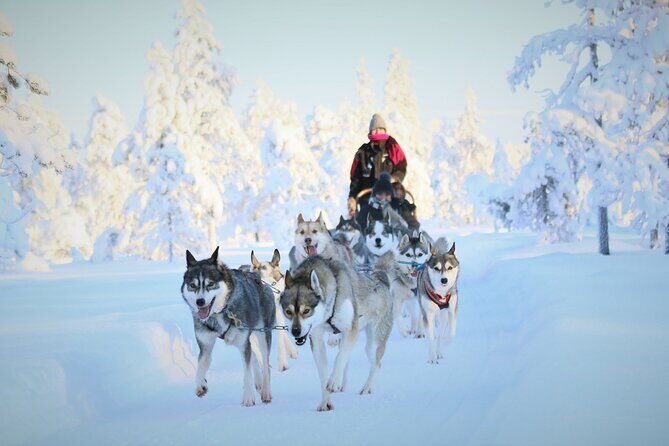 8-10km Husky Ride in the Taiga Forest and visiting the Kennel - Why Choose This Husky Sled Tour?