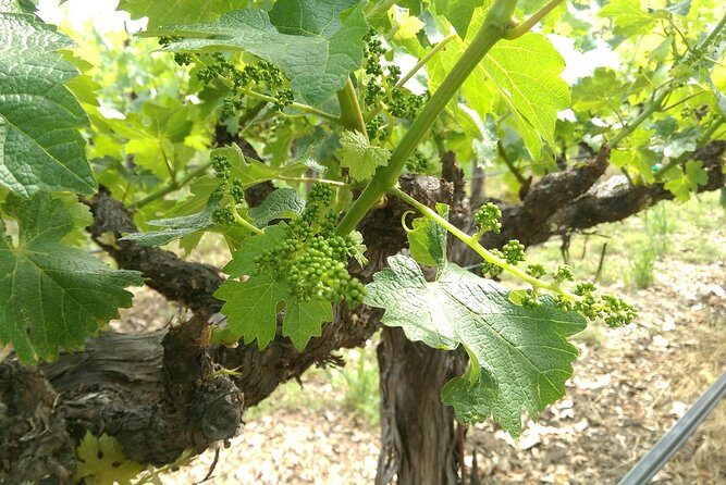 8 Hour - Napa and Sonoma Private Wine Tour - The Sum Up