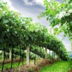 8 Hour Private Tour in Wine Country from San Francisco - Authentic Perspectives from Past Travelers