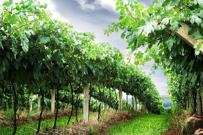8 Hour Private Tour in Wine Country from San Francisco - Authentic Perspectives from Past Travelers