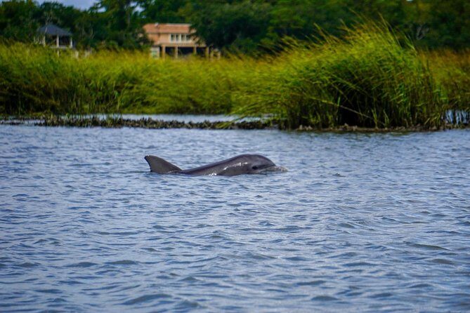 90-Minute Dolphin and Nature Tour of Hilton Head - Authentic Experiences and Authentic Encounters