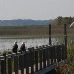 90 minute Everglades Airboat Tour near Orlando Florida - Why This Tour Works for Travelers
