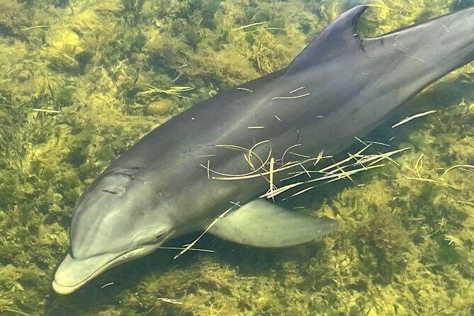 90-Minute Guided Eco Airboat Tour in Homosassa - Authenticity and Overall Value
