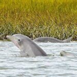90 Minute Hilton Head Dolphin and Nature Cruise - Why This Tour Offers Great Value
