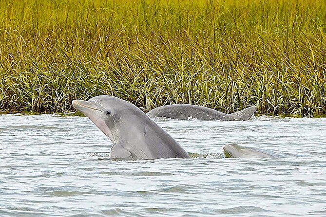 90 Minute Hilton Head Dolphin and Nature Cruise - Why This Tour Offers Great Value