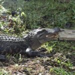 90-Minute Jean Lafitte Swamp and Bayou Tour with Transportation - Final Thoughts