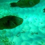 A Unique Private Snorkel Tour of Key Largo - What Makes This Tour Stand Out