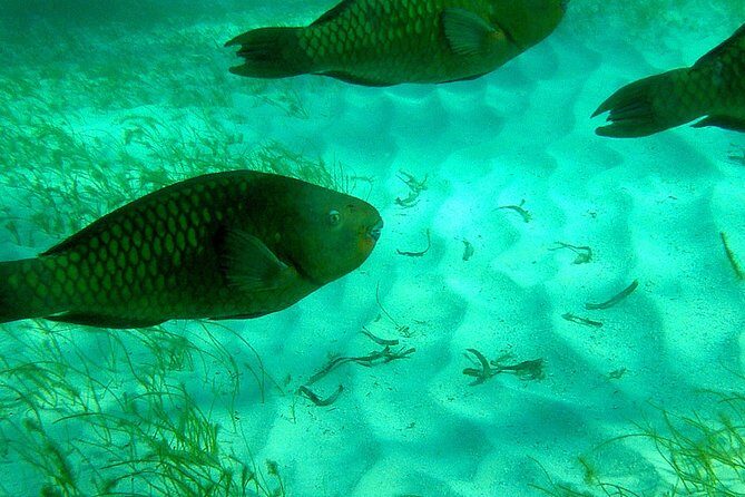 A Unique Private Snorkel Tour of Key Largo - What Makes This Tour Stand Out