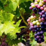 A Wine Tasting Experience in the Vineyards of the Desert - What Makes This Tour Stand Out
