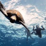 Abades: Tenerife Turtles and Rays Snorkeling Trip - The Real Experience: What It Feels Like