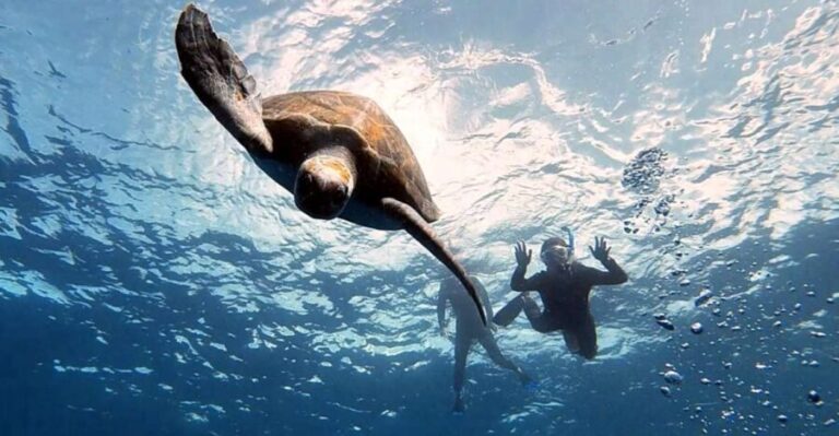 Abades: Tenerife Turtles and Rays Snorkeling Trip - The Real Experience: What It Feels Like