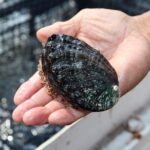 Abalone Farm Tour - Exploring Big Island Abalone: The Heart of the Tour
