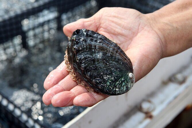 Abalone Farm Tour - Exploring Big Island Abalone: The Heart of the Tour