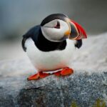 Acadia Full Day Small Group Tour - In-Depth Look at the Itinerary