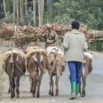 Addis Ababa +Mount Entoto View Point,Museums Palace Market Tours - Shiro Meda Market: A Hub of Textiles and Handwoven Goods